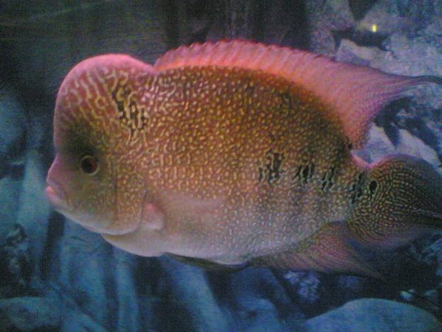 Flowerhorn The Hybrid Cichlids: Louhan Kediri