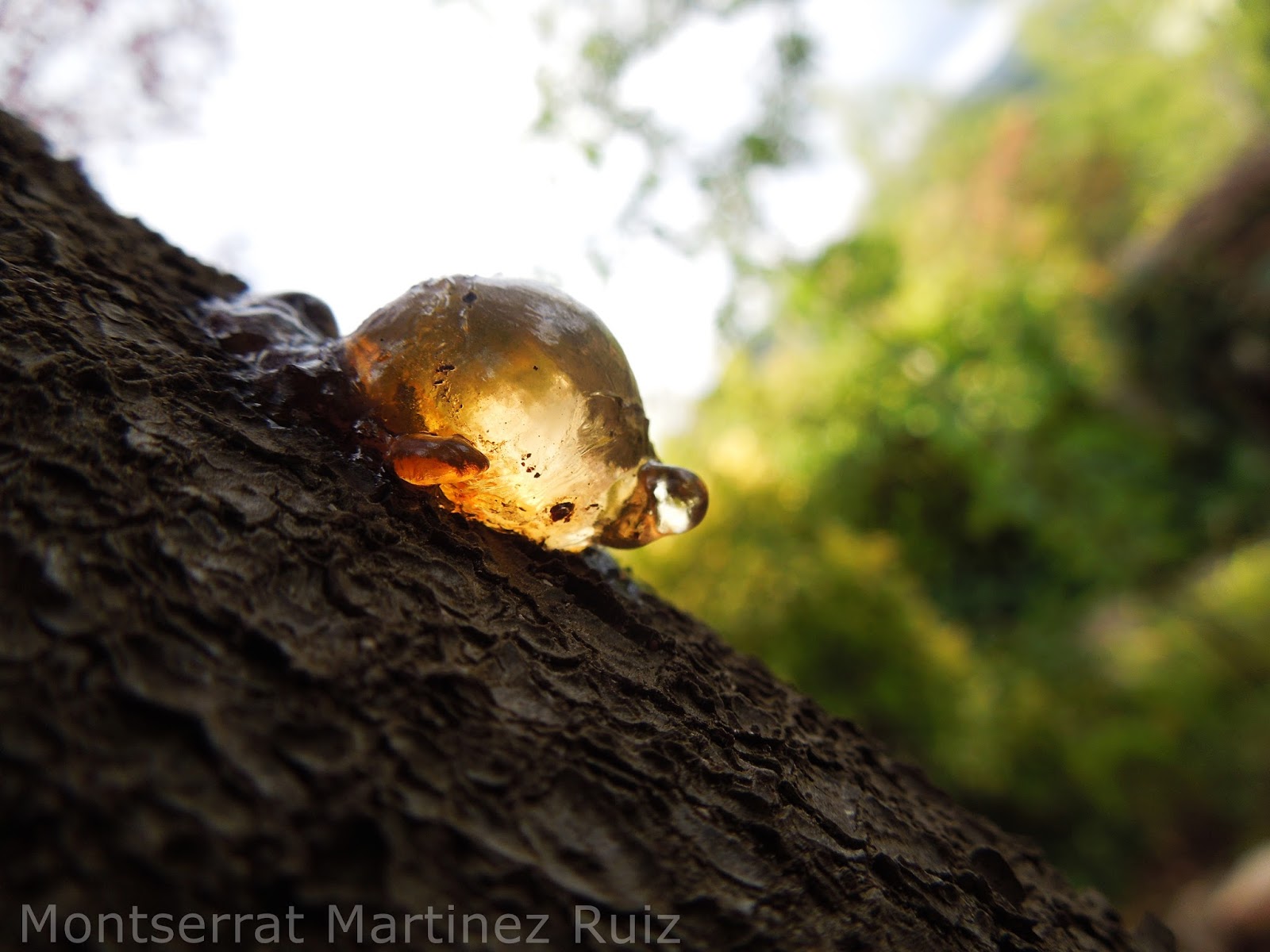 GOMOSIS en el CIRUELO ROJO - BOTÀNIC SERRAT