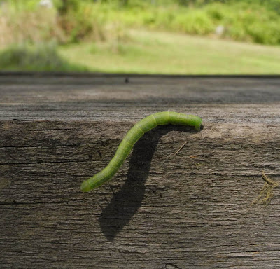 Studio and Garden: Inching Along