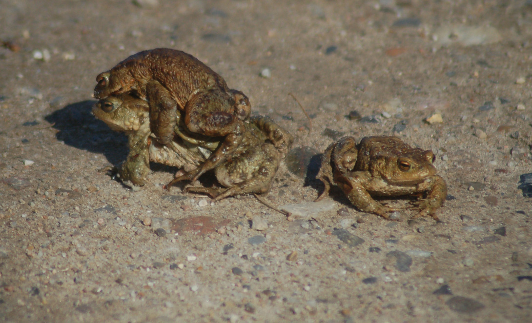 Thyra: Common Toads and a Green Frog