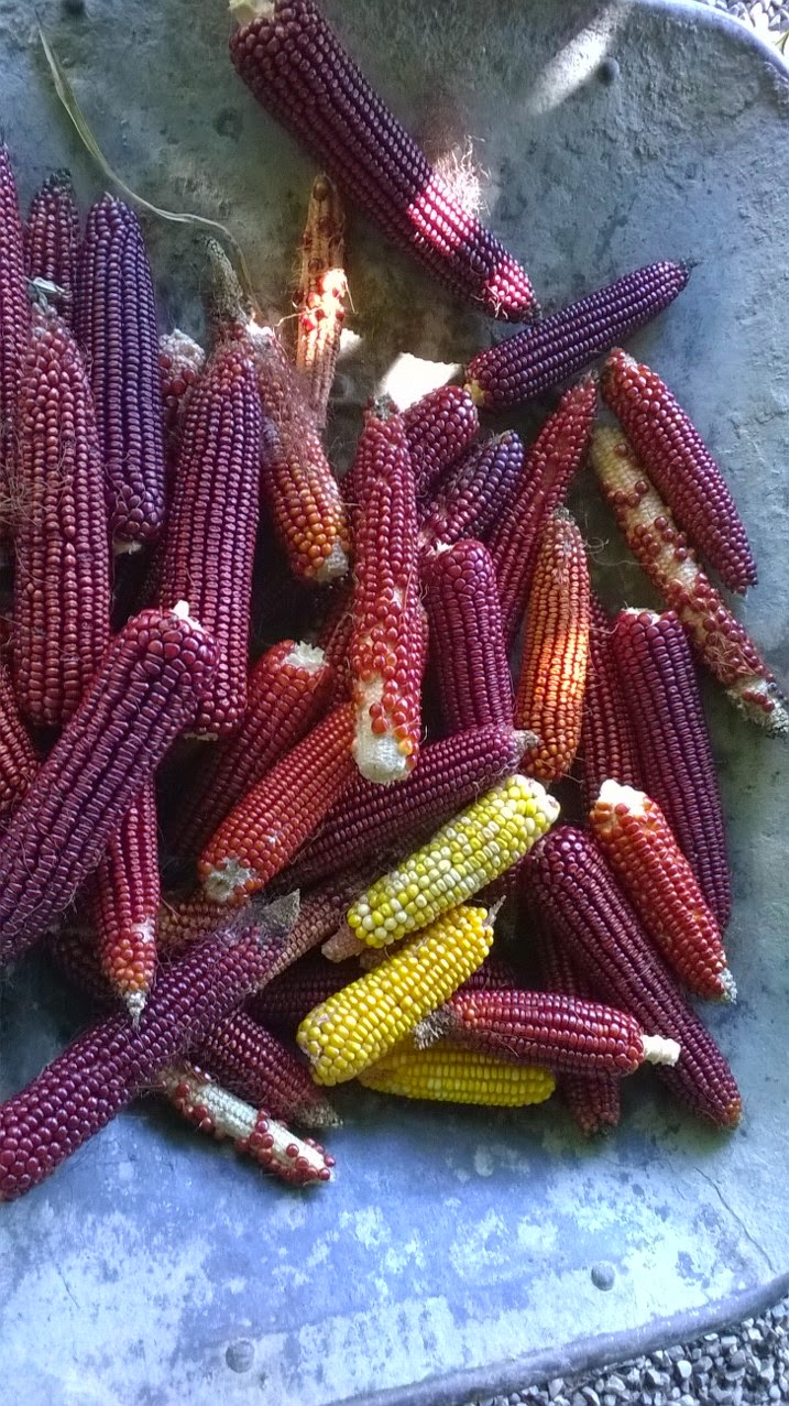 La vida entre rocas: Cosecha de panizo