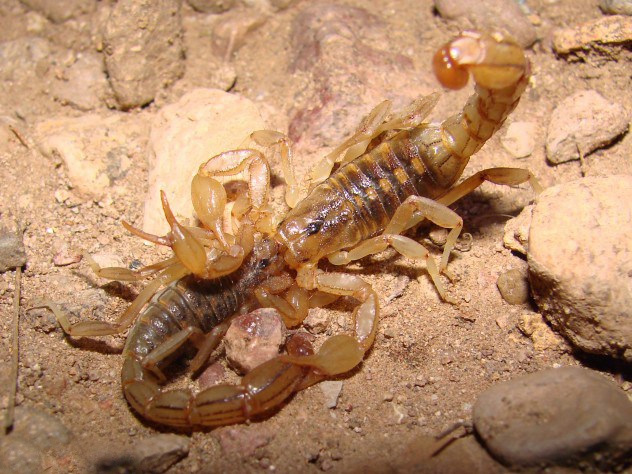 Mutlu Patilerr: Akrepler Hakkında Bilmedikleriniz