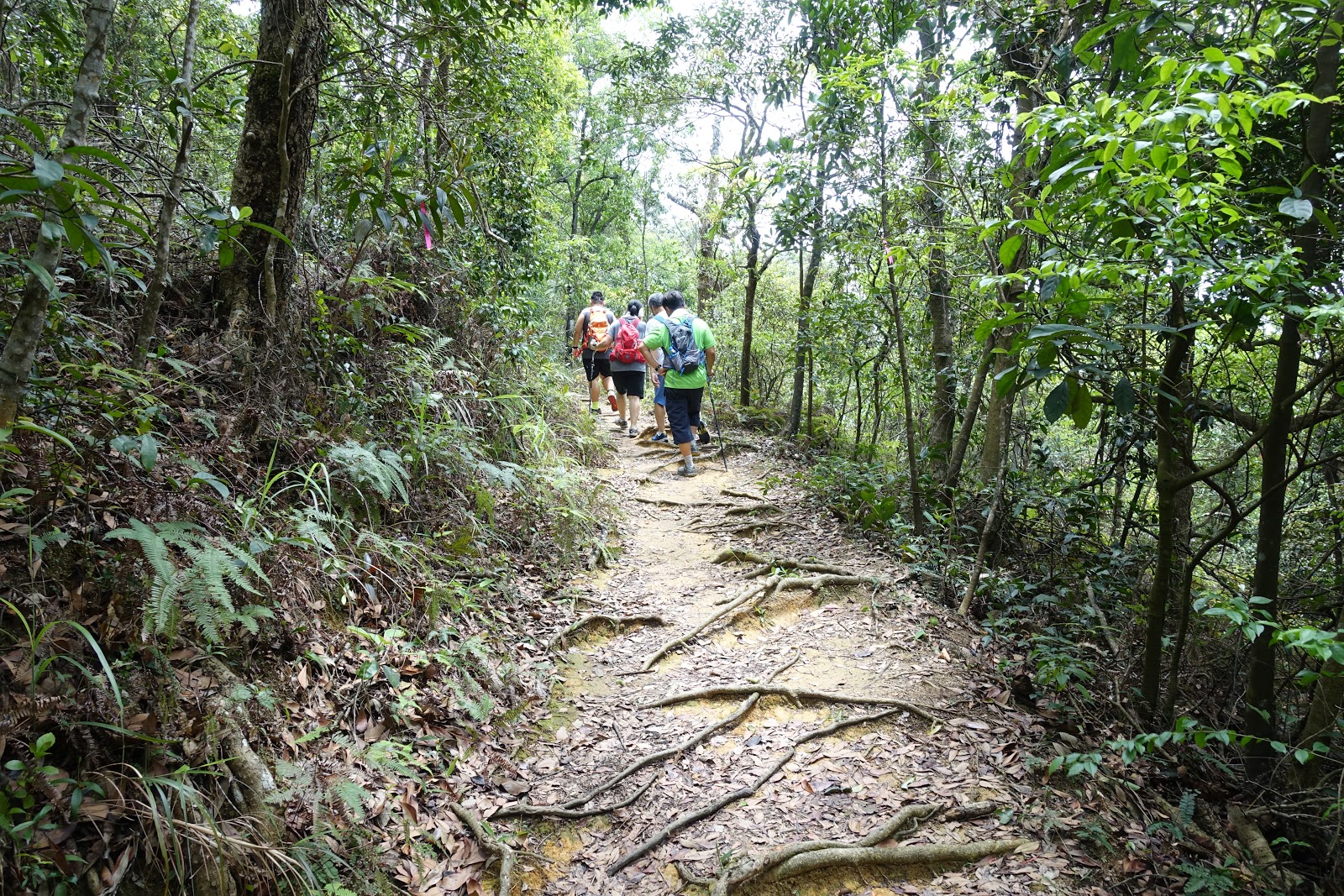 消耗五百食翻一千※香港行山記: 大埔滘黃路 Tai Po Kau Forest Yellow Walk