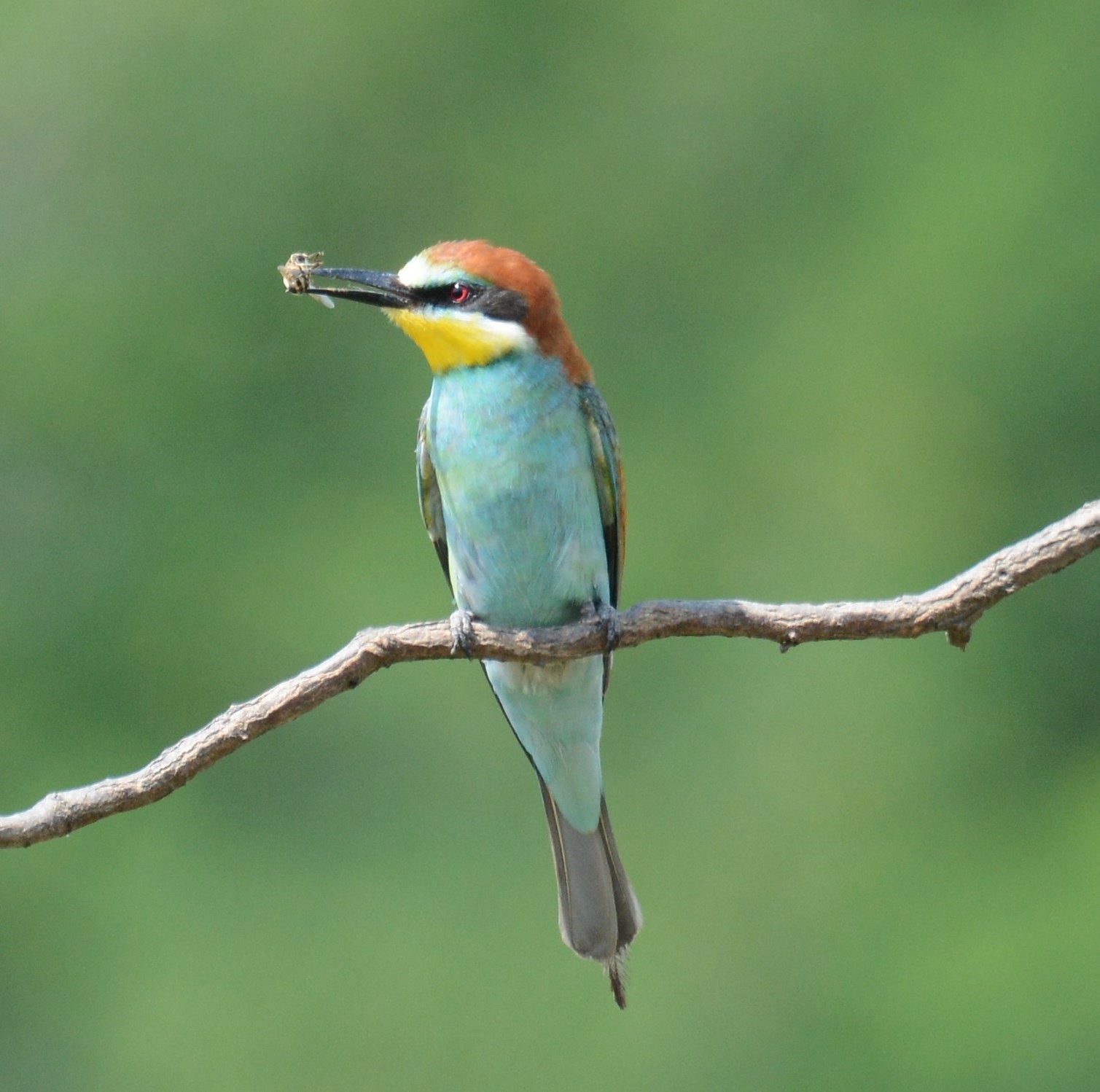 Probirder: European Bee-eater
