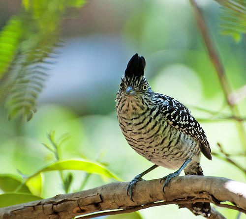 AVES DO BRASIL EM HAIKAI: Choca-barrada