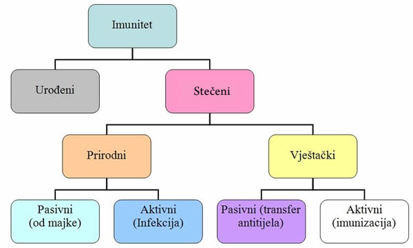 Negujte svoje zdravlje: Dobar Imunitet