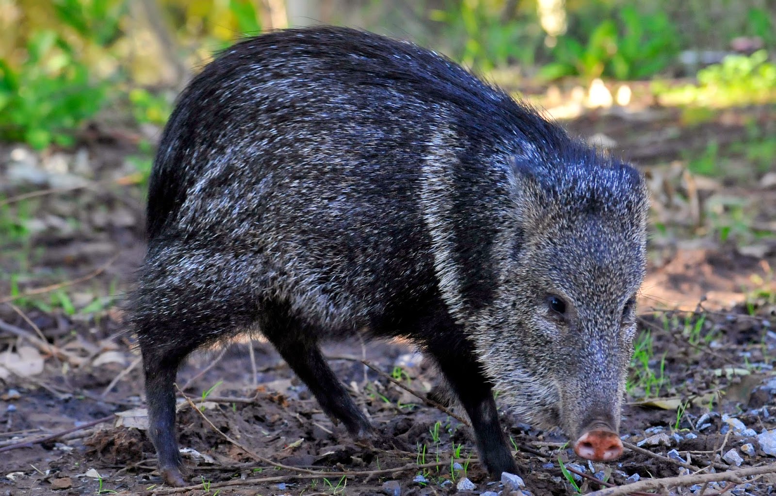 Miron Neto: Nova moradora: zoo recebe fêmea de cateto órfã