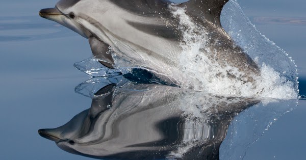Dolphin Biology and Conservation: Reflection