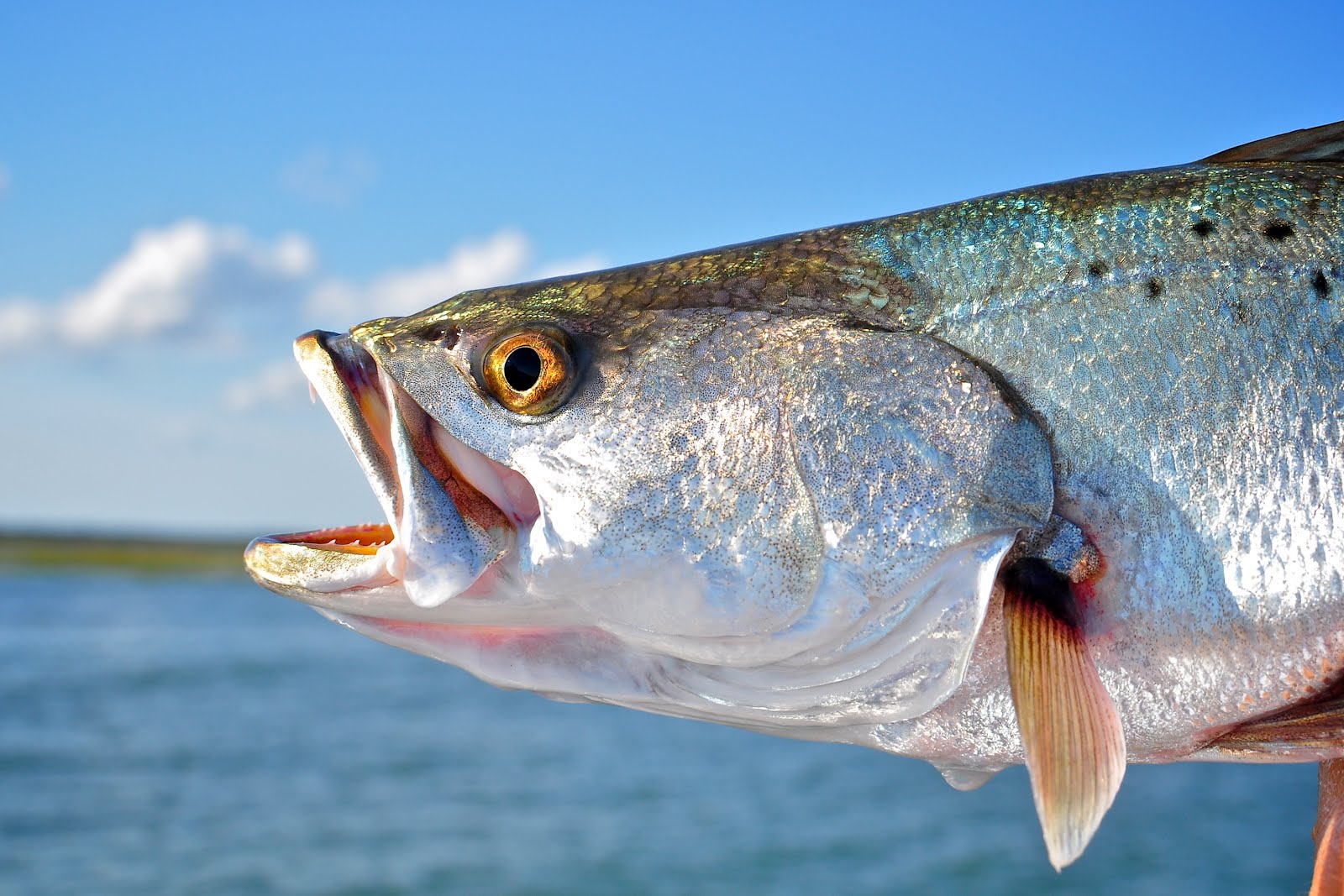 Channel Bass aka Big Redfish, Georgetown, SC-DeBordieu