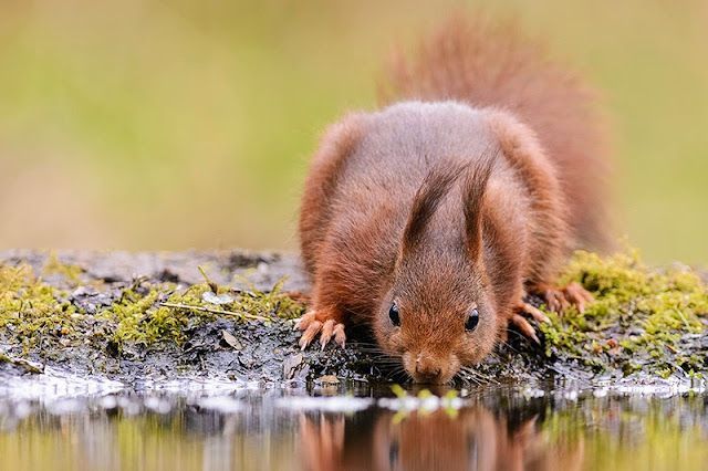 Robert van Brug Fotografie: Vogelhutfotografie: Hut 1 Han Bouwmeester