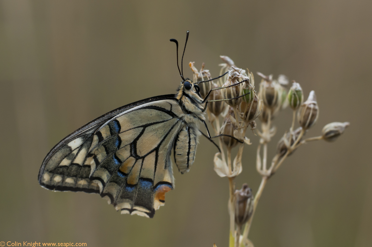 Postcards from Sussex: European Swallowtail in East Sussex