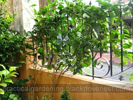 Practical Gardening: Best Location for the Garlic Vine (Mansoa alliacea ...