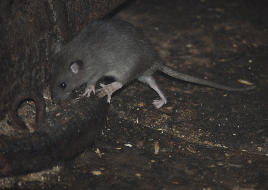 ZOOTOGRAFIANDO (6.100 ANIMALS): RATA NEGRA / BLACK RAT (Rattus rattus)