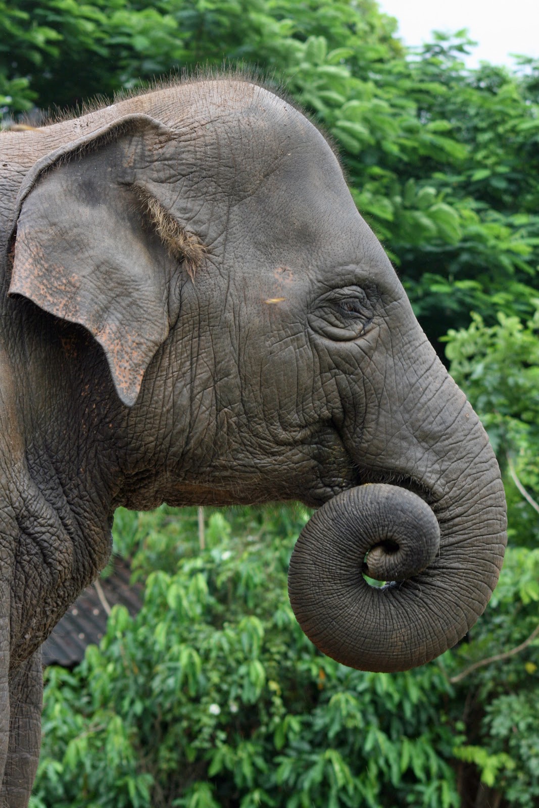 Extravagation: Elephunk