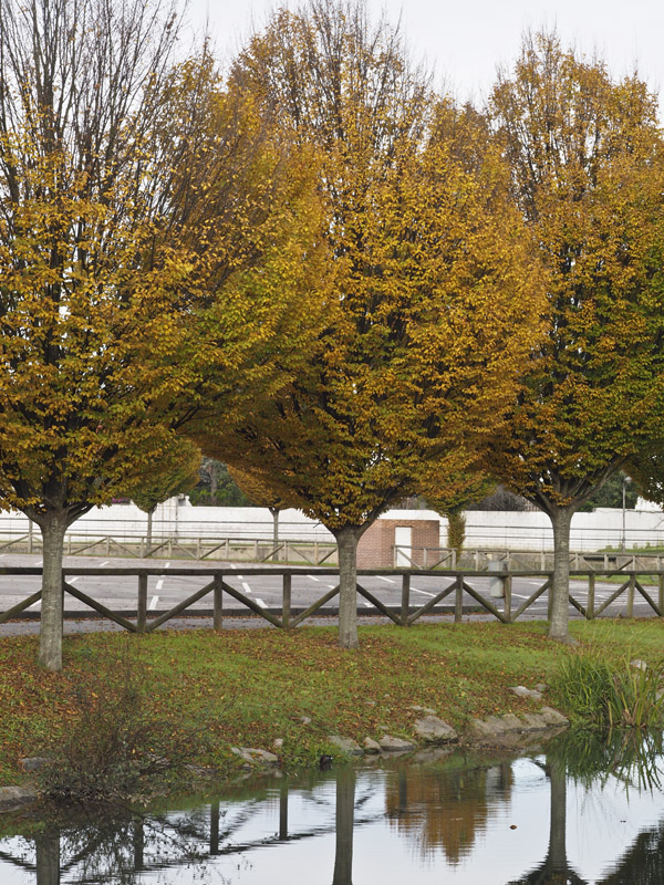 Flora ornamental, hortícola y medicinal.: Carpinus betulus. Carpe blanco.