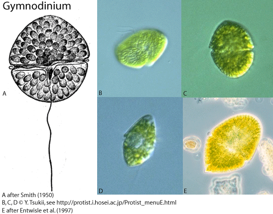Class XI Biology: May 2016