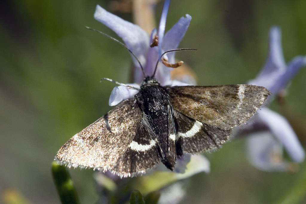 Invertebrados de Huesca: Pyrausta cingulata (Polilla)