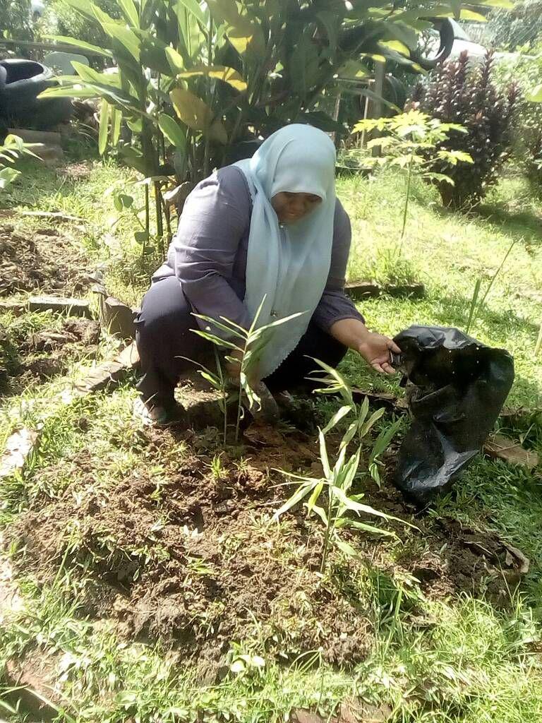 BLOG SERASI SK INANAM LAUT: AKTIVITI MENANAM POKOK HERBA