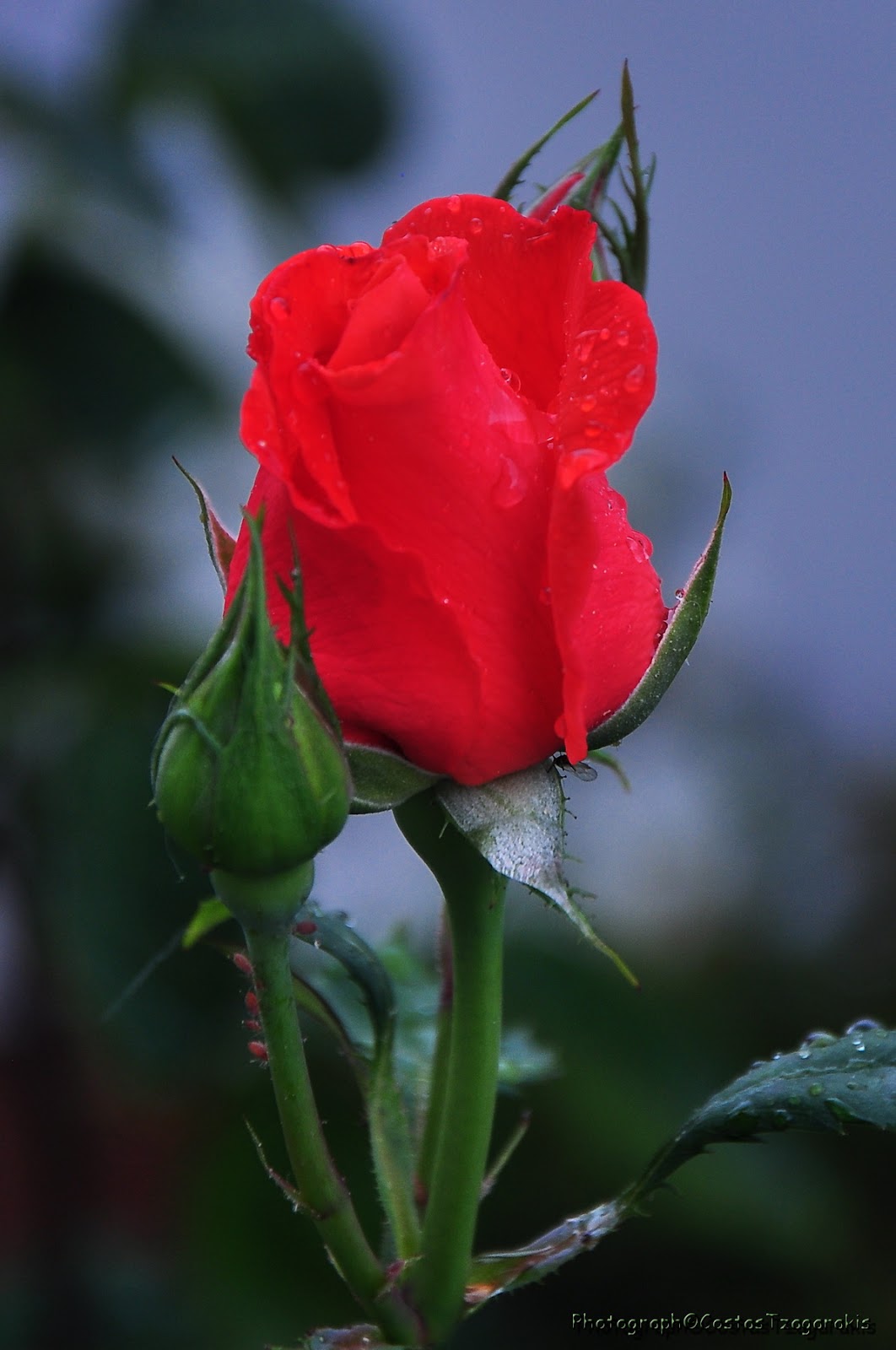 Nature Digital : More roses. Περισσότερα τριαντάφυλλα.