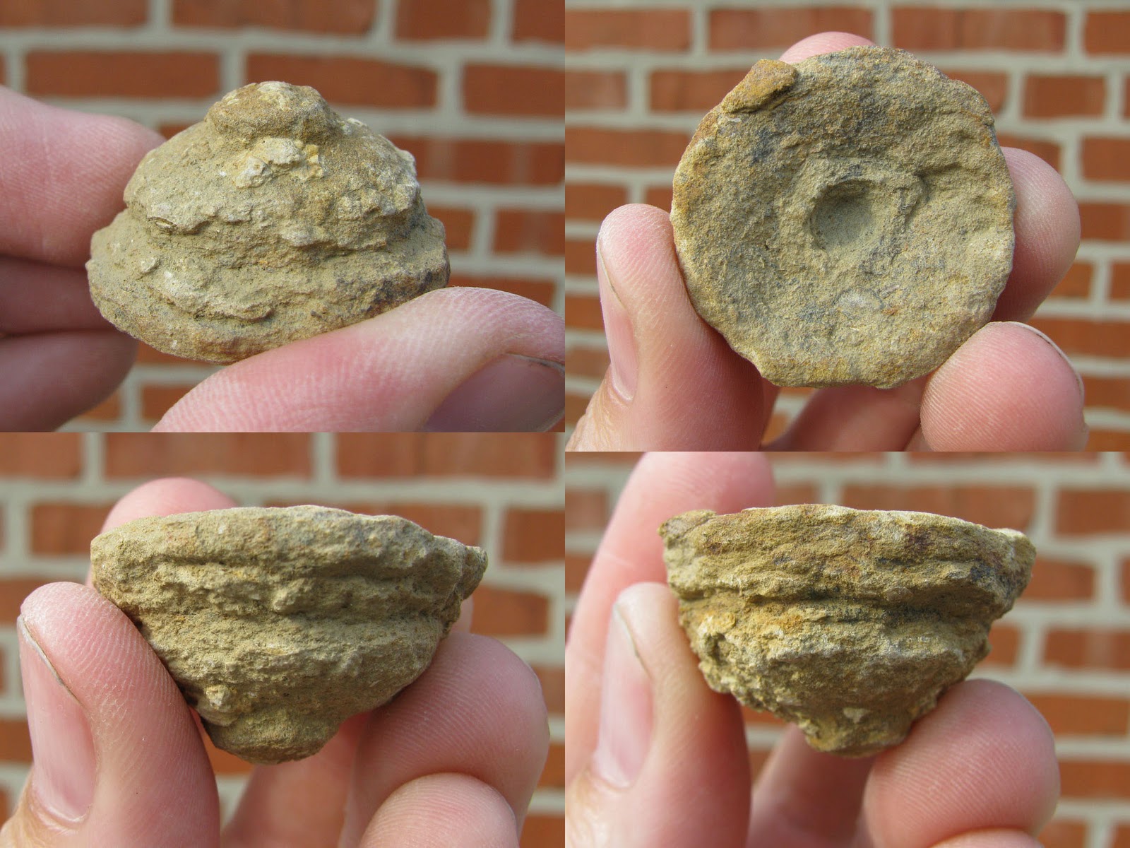 Views of the Mahantango: Conostichus trace fossils