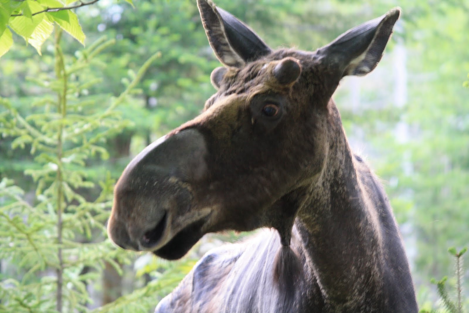 Today we did a private moose safari with a couple from Florida.