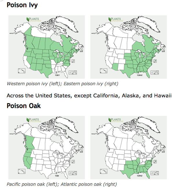 Nature's Wonders: Poison Ivy, Lord, Will Make You Itch!