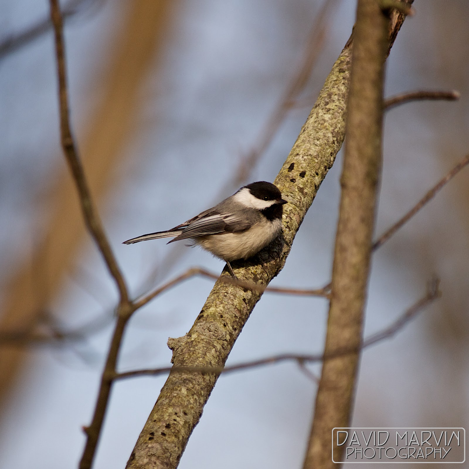 David Marvin Photography - Lansing, Michigan: Chickadee