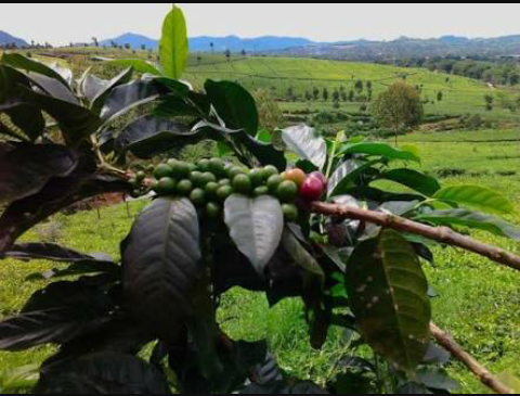 5 kawasan kebun kopi yang terkenal di sumatera