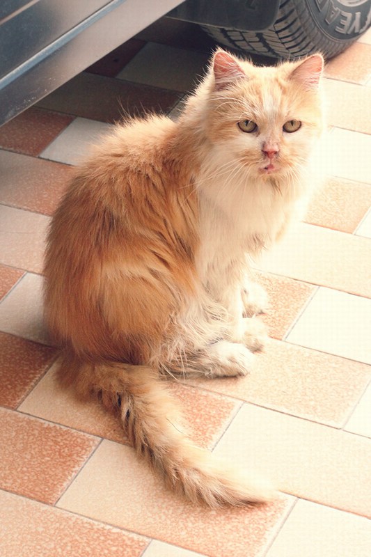 Ginger, the pretty ex-mangy cat - AnimalCare