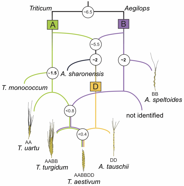 The Genealogical World of Phylogenetic Networks: Complex hybridizations ...