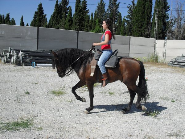 El mundo del caballo: La relación del caballo con el ser humano