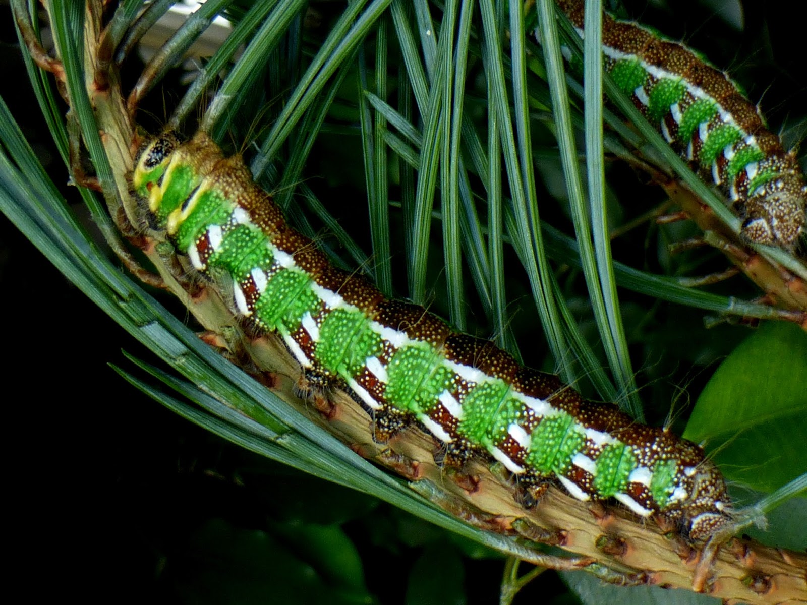 Spanish Moon Moth Caterpillar