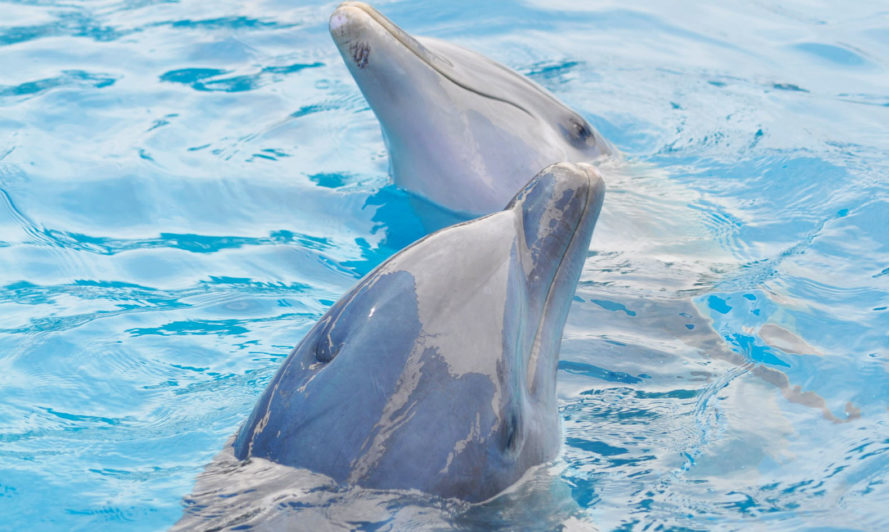 Elgrannino.net: ¡INCREÍBLE! Científicos graban una conversación similar ...