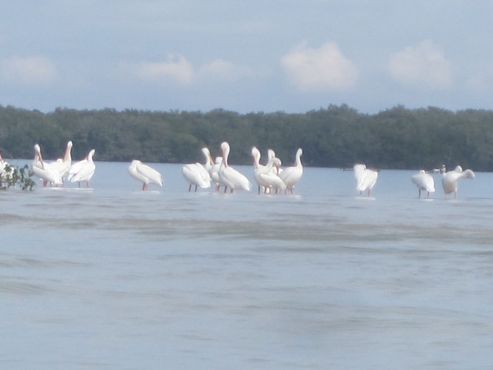 Dave's Yak Tales: Fort De Soto, Shell Key