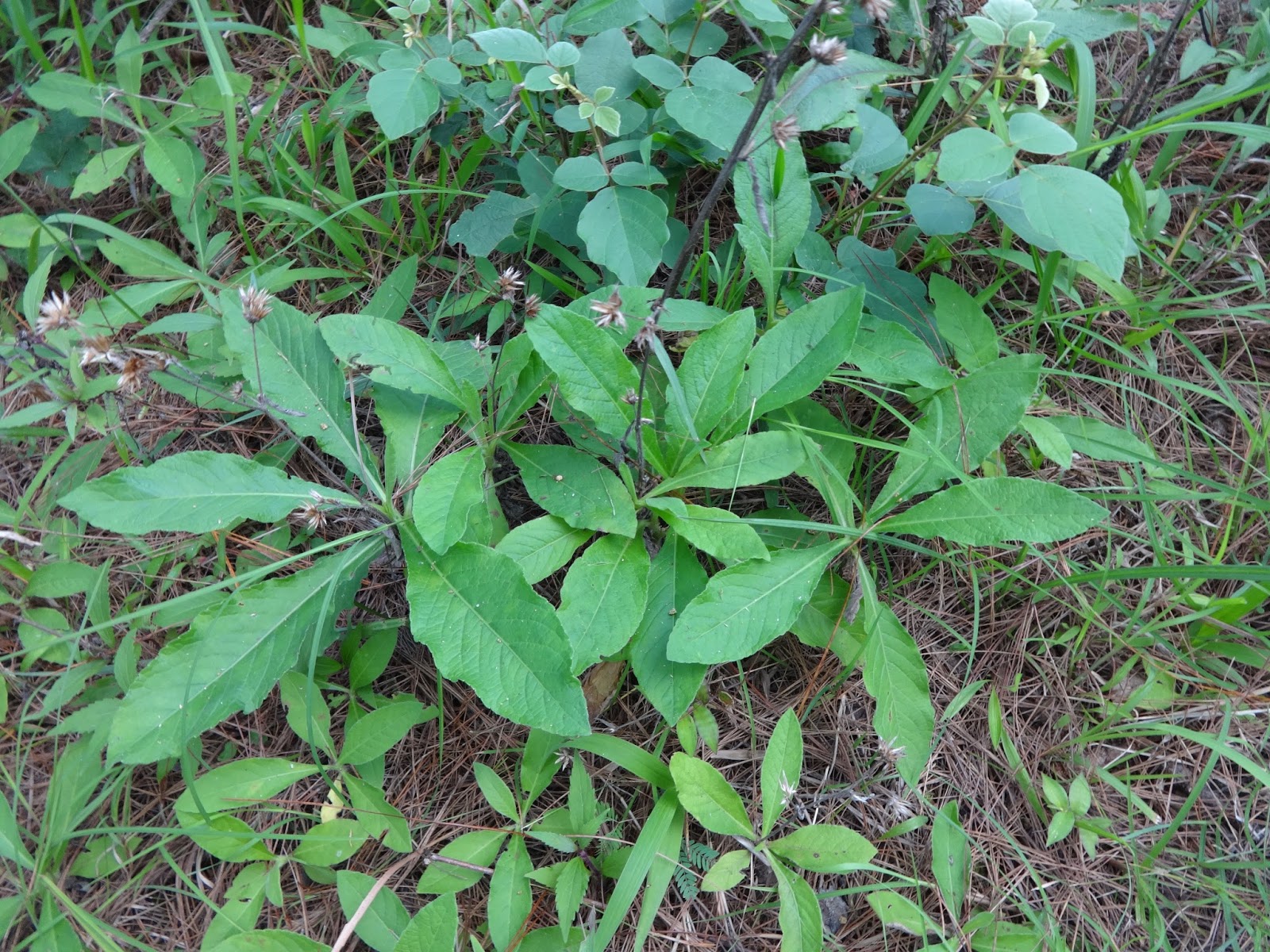 Herbs from Distant Lands: Elephantopus scaber, Elephantopus mollis ...