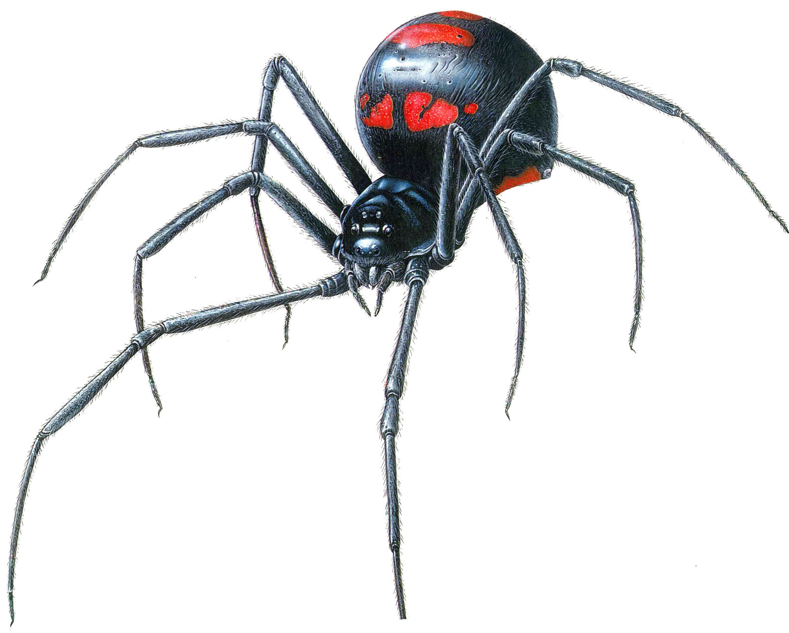 The 10 Most venomous or Dangerous Spiders in the World Exclusive All Search