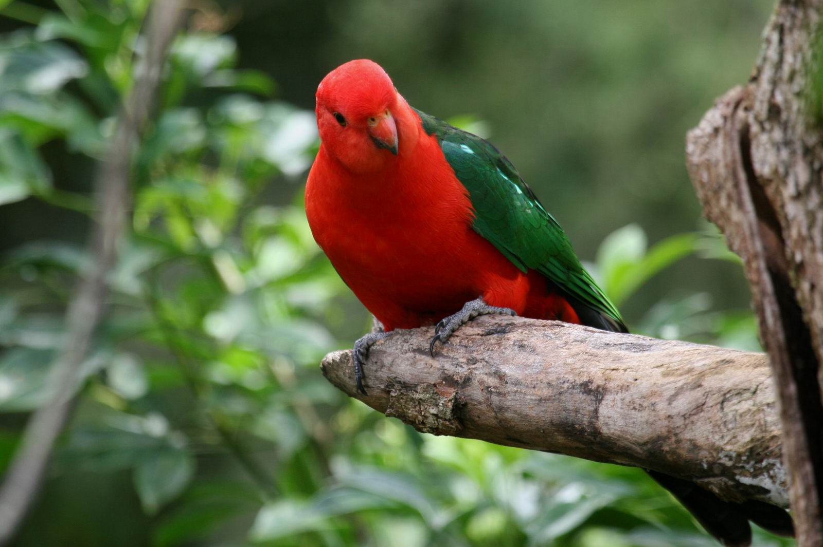Japan: Australian King Parrot HD Wallpapers Free