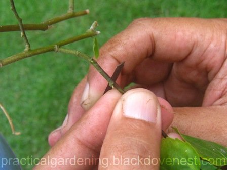 Practical Gardening: Steps for Air Layering or Marcotting
