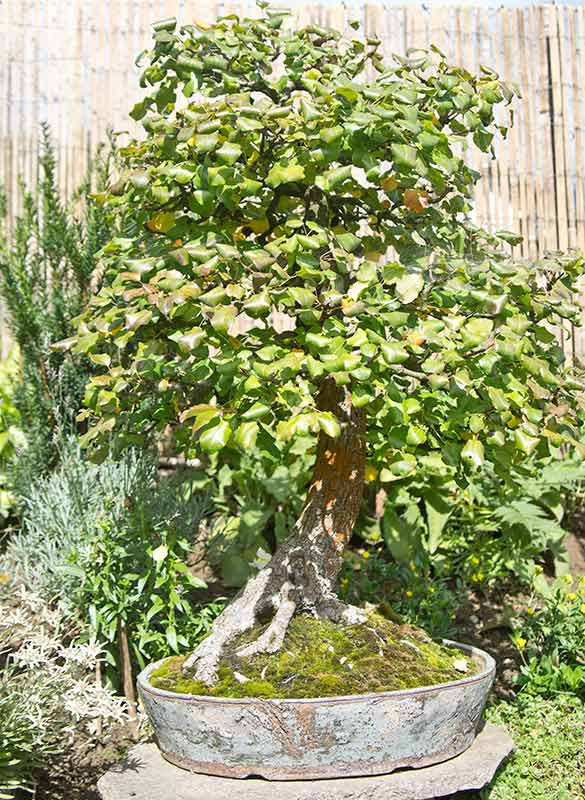 Walter Pall Bonsai Adventures: Wild Pear without foliage