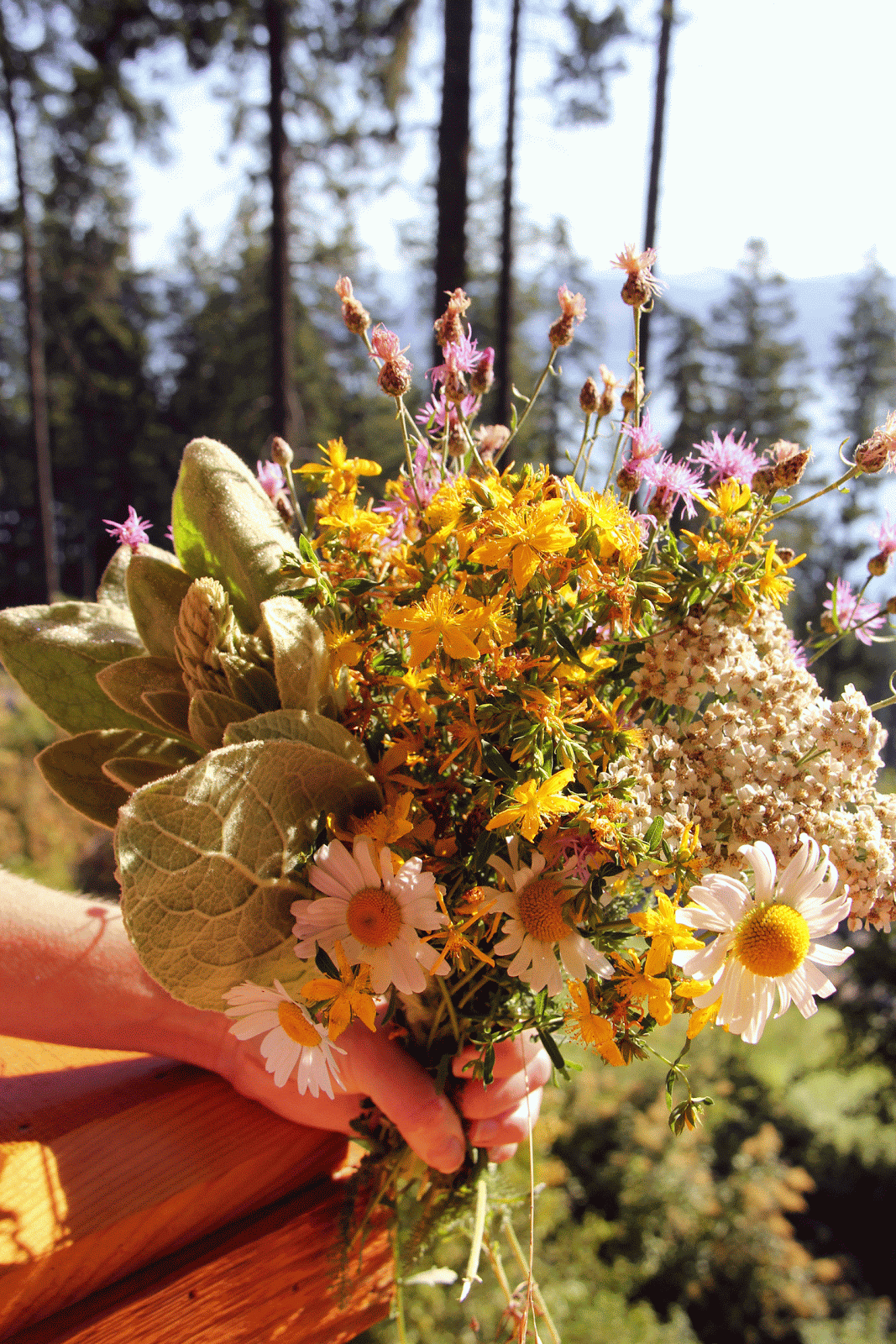 Foraging for herbs and veggies seems to be all the rage these days ...
