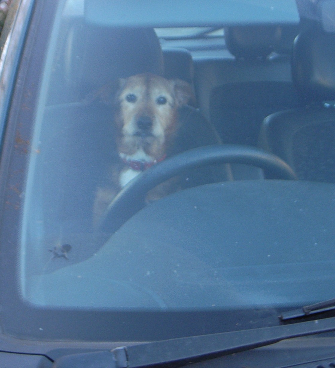 Street Life: Dogging