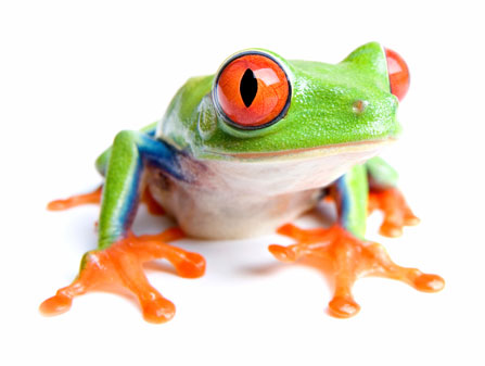 Science Class: Vocabulary #8 (Complex animals)