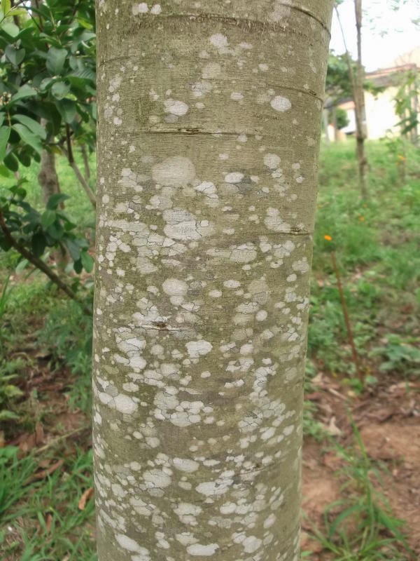 Sítio Canto das Siriemas: Angico Branco