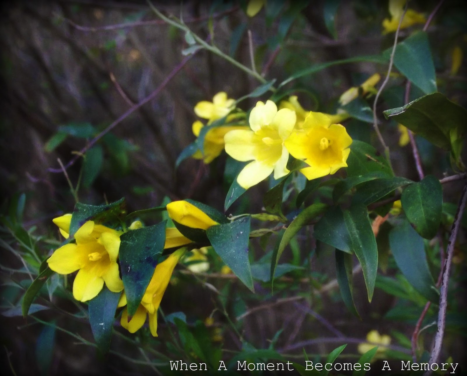 When A Moment Becomes A Memory: Yellow Jessamine