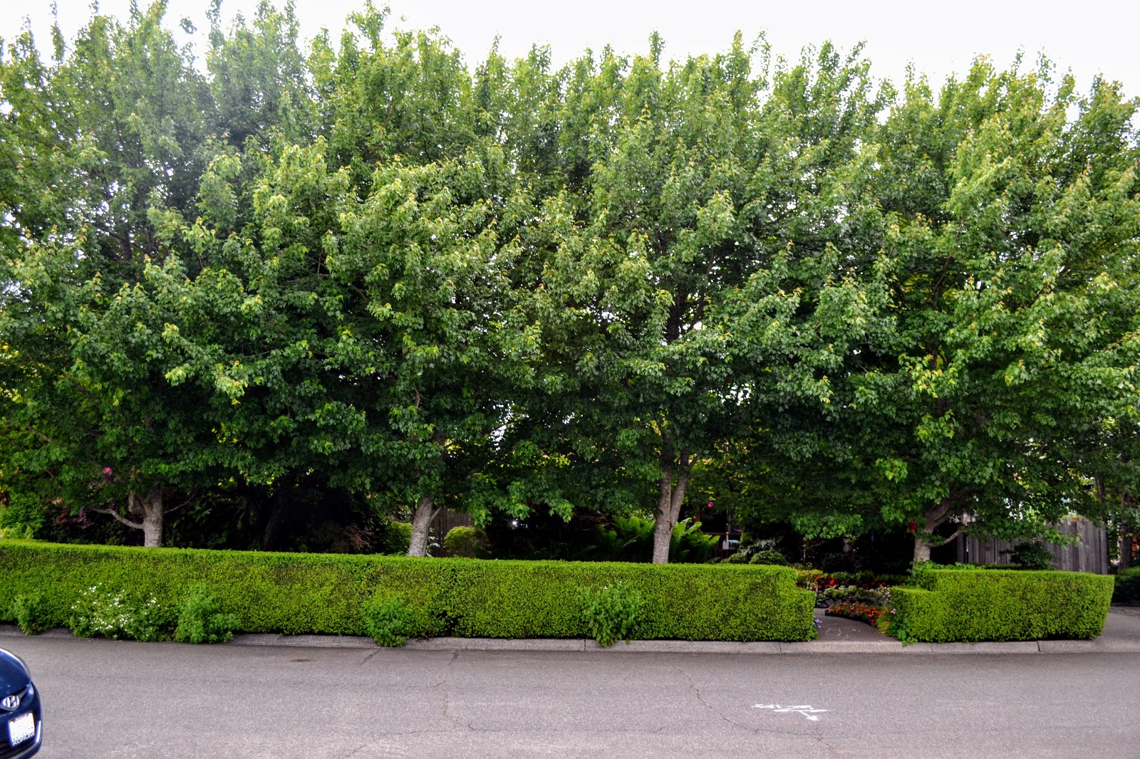 The Outlaw Gardener: A Spectacular and Mysterious Garden