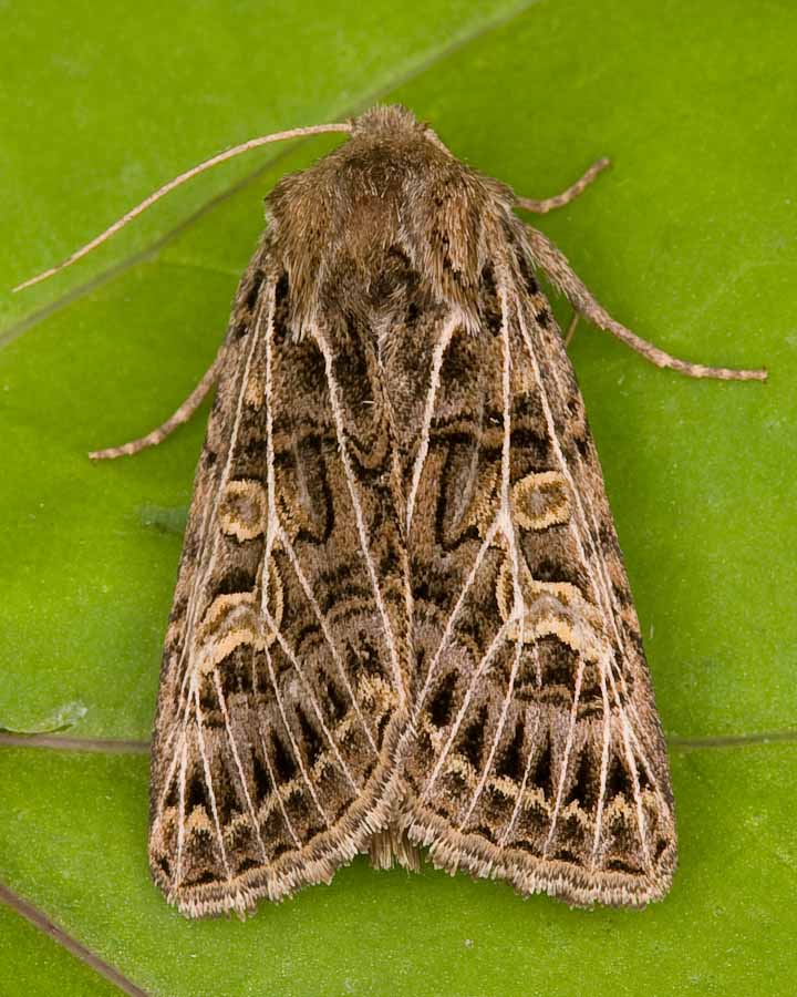 SP9326 Garden Moths: SP9326: 02/09/13 - Feathered Gothic