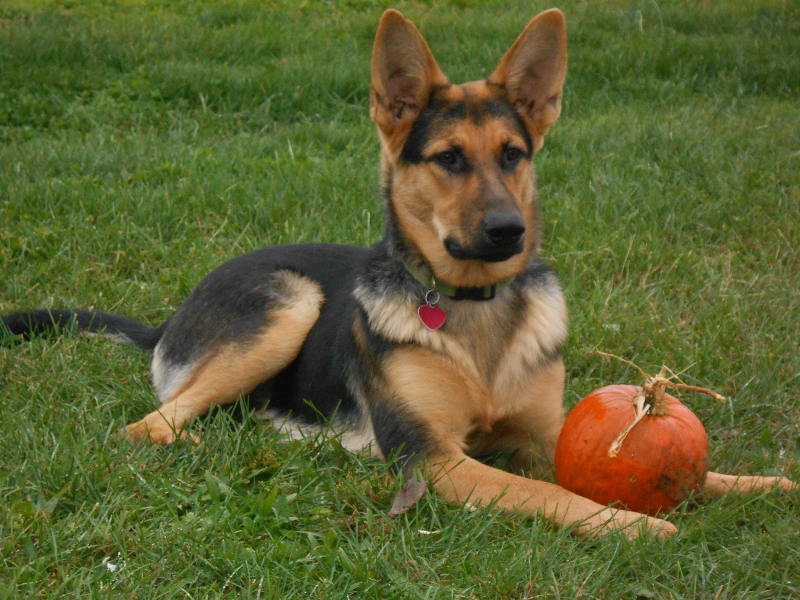 Smiling German Shepherds: Our Girls - Six Generations