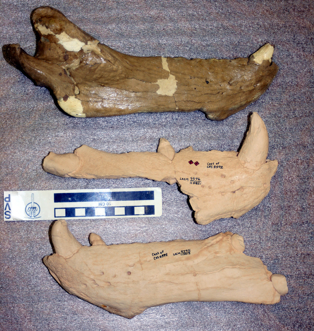 The Coastal Paleontologist: Southern California Research Trip, Part 3 ...