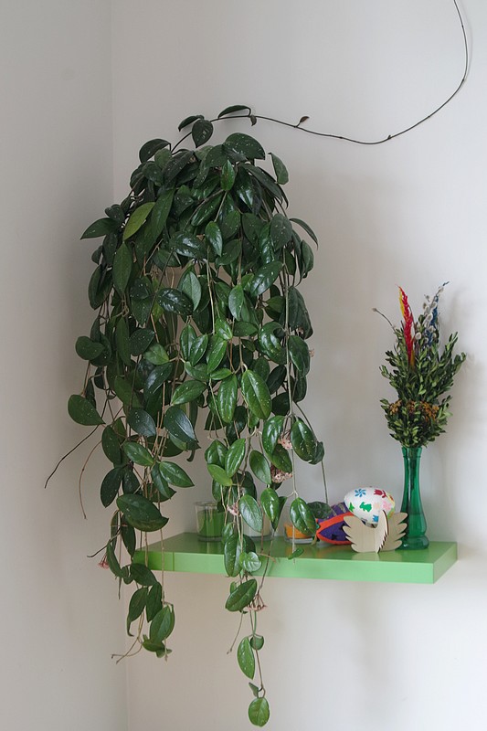 Hoja (hoya) kwiaty - Fikusy, storczyki, bonsai, draceny, a także ...