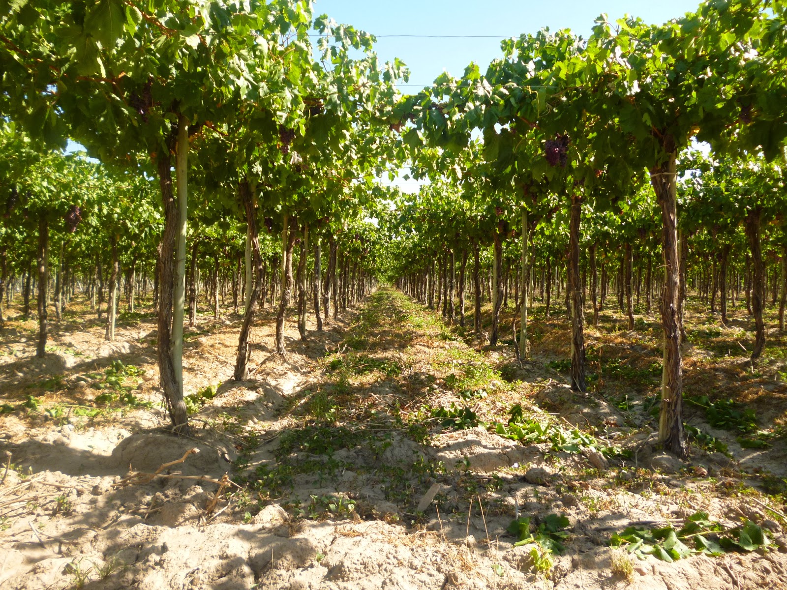 Rodrigo S. Espíndola: Parrales sin malezas: uso de herbicidas en tiempo ...